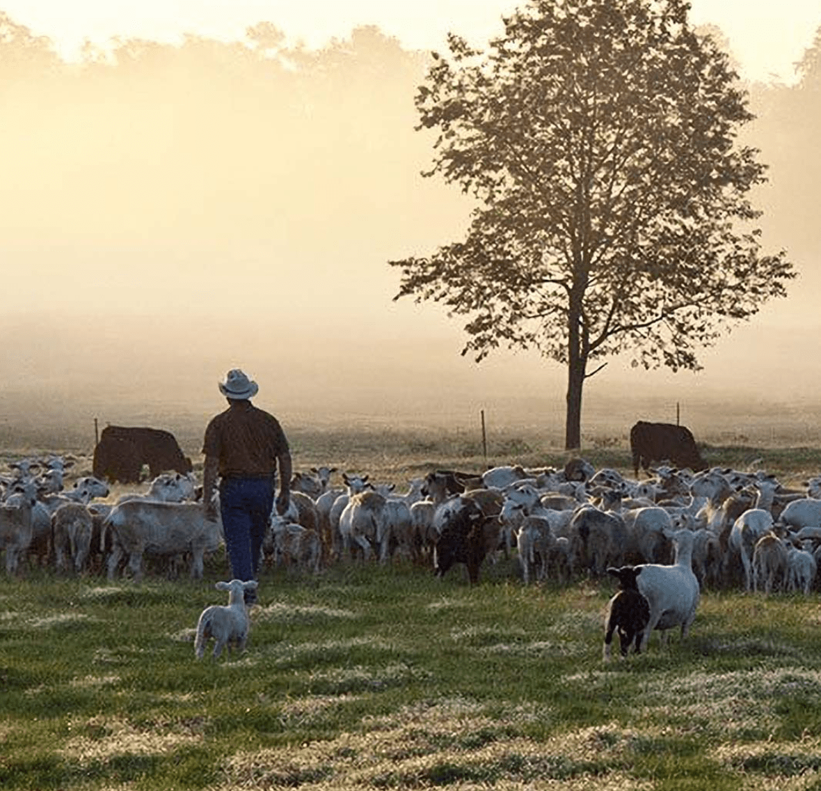 From Farm to Biltong: A Look Inside White Oak Pastures – Figure Ate Foods